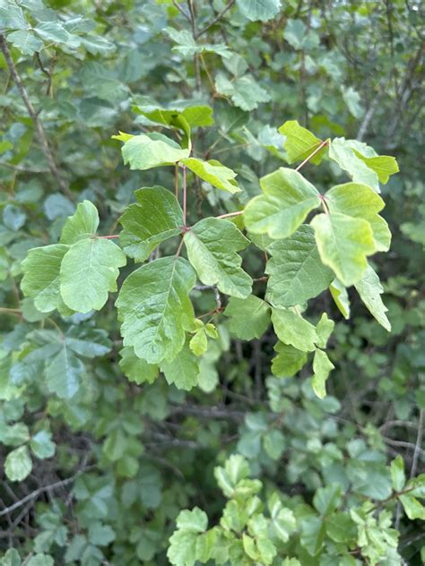 Pacific Poison Oak From Poplar Dr Forestville Ca Us On May 3 2024