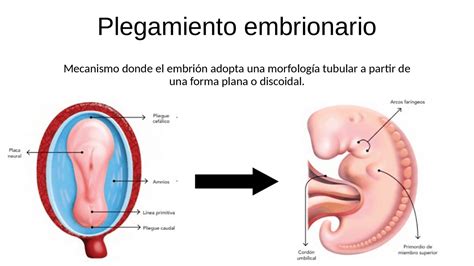 Plegamiento Embrionario Diapositivas De Embriología Docsity