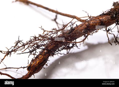 A Closeup Of The Roots Of A Tree Sapling Macro Details Isolated On