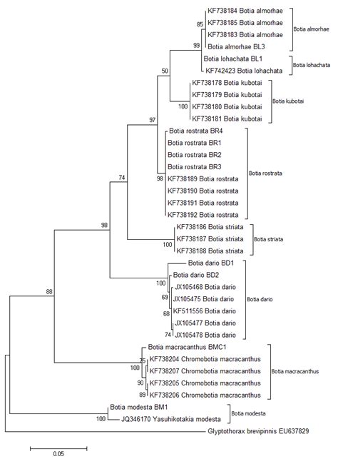 Molecular Phylogenetic Analysis By Maximum Likelihood Method Download