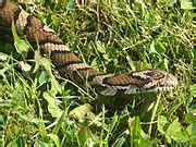 Categorylampropeltis Triangulum Wikimedia Commons