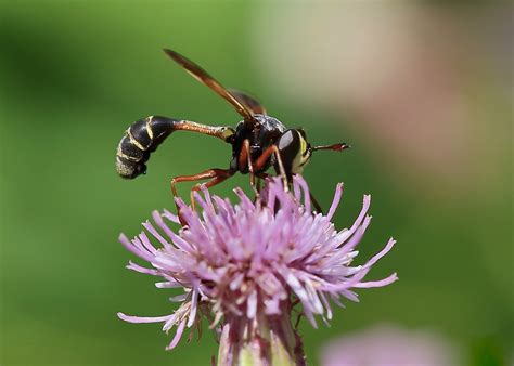 Perfekte Model Maße Zumindest Die Taille Foto And Bild Outdoor