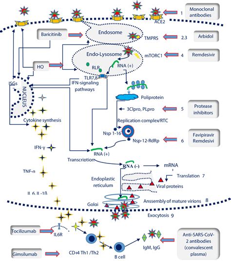 Sars Coronavirus Life Cycle