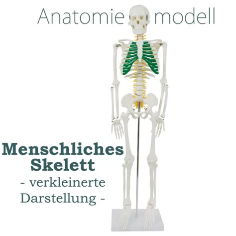 Modello Anatomico Scheletro Con Nervi Spinali Scheletro Umano Medmod 87 Cm Eur 49 99 Picclick Fr