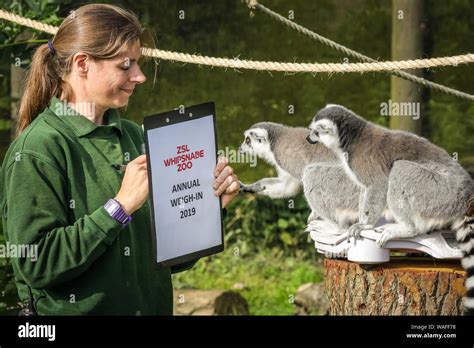 Lemur Statistics