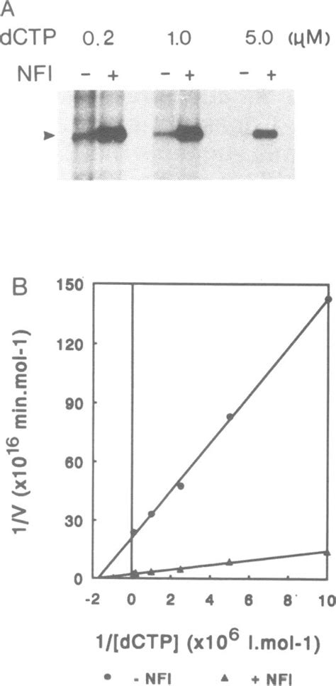Influence Of Nfi On The Kinetics Of Initiation A Fonmation Of The
