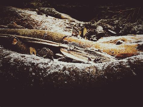 Premium Photo Frozen Trees In Forest