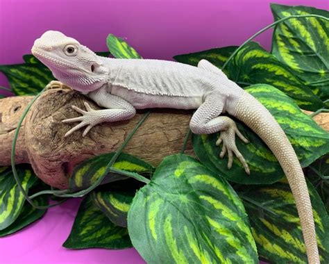 Hypo Leather Zero Sub Adult Central Bearded Dragon By Standout Serpents Llc
