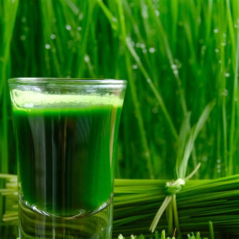 Wheatgrass Dr Clark Stores Usa
