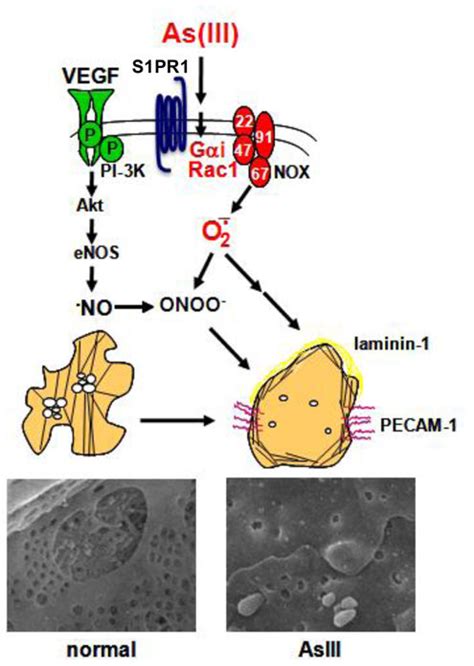 Arsenic Stimulated Capillarization Of Fenestrated Liver Sinusoidal