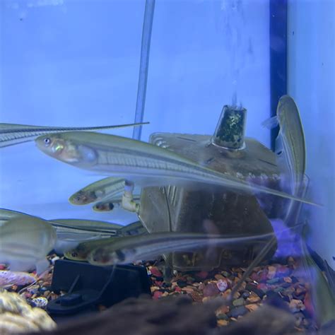 Glass Knife Fish Eigenmannia Virescens Monsteraquariumonline