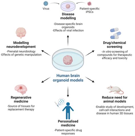 Human Brain Organoids And Consciousness Moral Claims And Epistemic