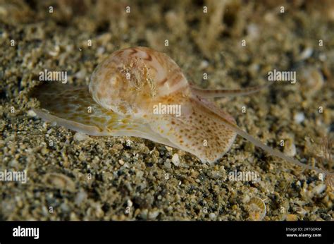 Nebulose Moon Snail Natica Cernica On Sand Night Dive Dili Rock
