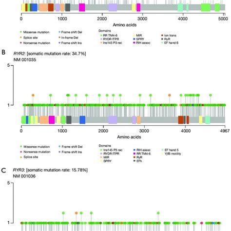 The Mutational Schemes For Ryr1 Ryr2 And Ryr3 In Nsclc Patients All