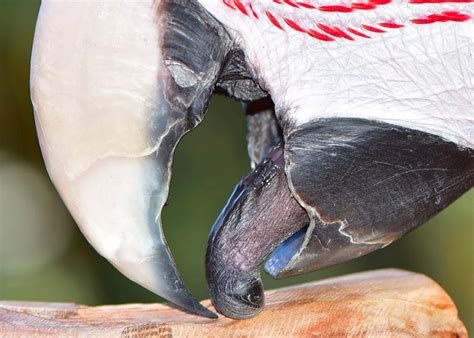 How Parrots Swallow And Beak Anatomy Poodles And Parrots