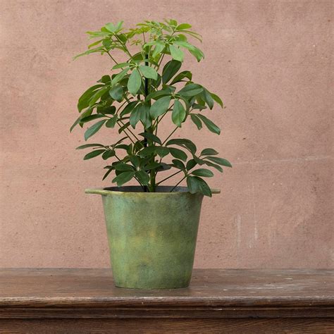 Buy Umbrella Tree Nora Schefflera Arboricola Nora £14 99 Delivery By Crocus