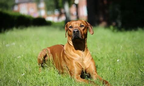 Rhodesian Ridgeback Im Rassen Porträt Mit Bildern And Infos