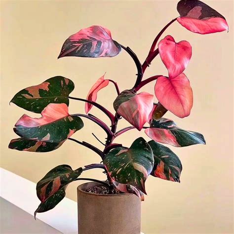 Pink Leaves With Names Of Plants