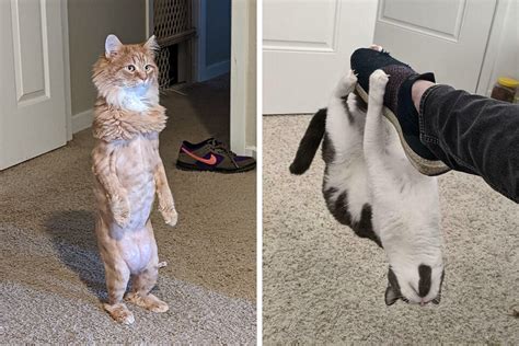50 Times Cats Did Such Hilarious And Weird Things Their Owners Just