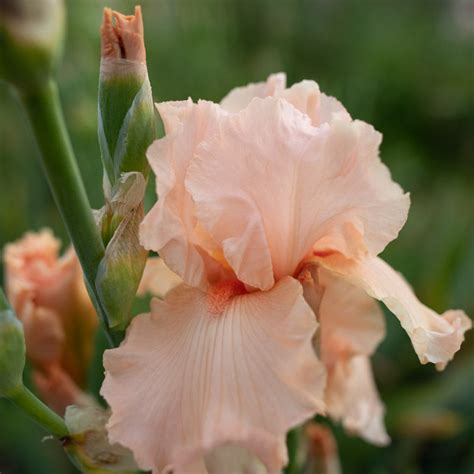 Iris Blushing Kiss Floret Library
