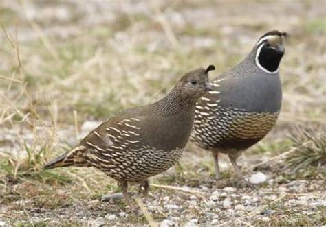 How To Tell A Male And Female Quail Apart