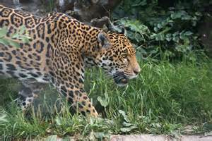 Felinos En Cautiverio En Latinoamérica