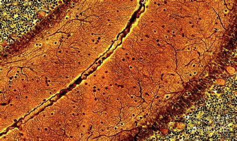 Cerebellar Cortex By Science Photo Library