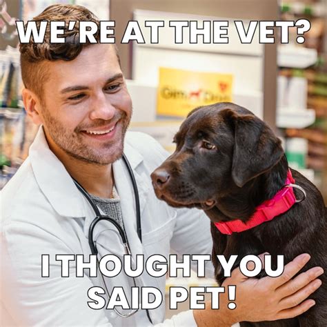 Scared Dog Meme