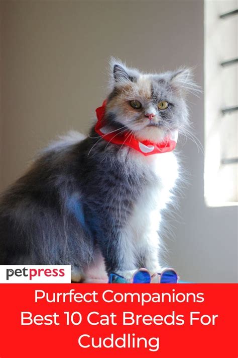 Purrfect Companions Best 10 Cat Breeds For Cuddling