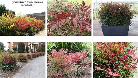 Obsession™ Screening And Hedging Plants