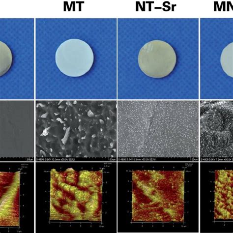 Extracellular Matrix Mineralization In Bone Marrow Stromal Cells