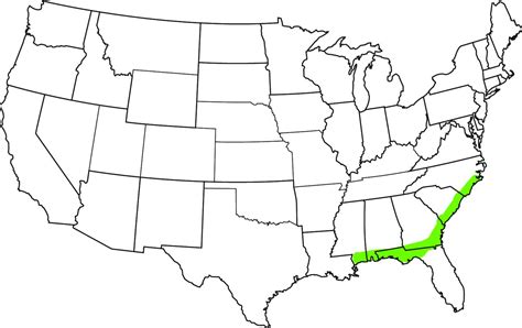 Mimic Glass Lizard South Carolina Partners In Amphibian And Reptile Conservation