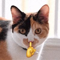 Cat Mewing S Find And Share On Giphy