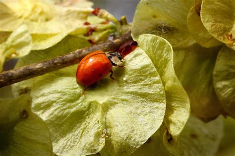 Only One Little Spot On This Lady Bug Scrolller