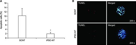Apoptotic Cells Index A And Tunel Positive Cells B In Scnt And Download Scientific Diagram
