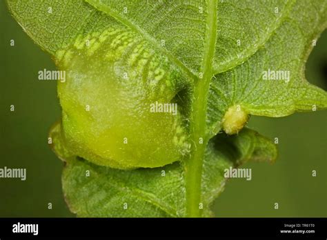 Oak Leaf Smooth Gall Cynipid Wasp Schencks Gall Wasp Smooth Spangle