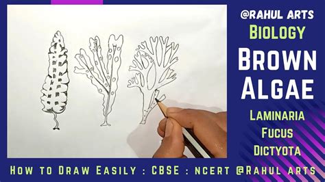 Life Cycle Laminaria And Fucus Brown Algae