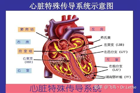 带你了解左心室射血分数 知乎