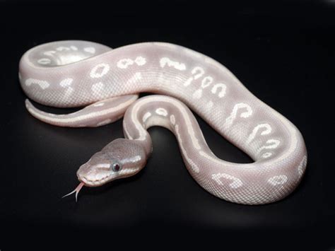 Purple Passion Morph List World Of Ball Pythons