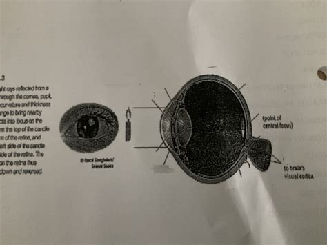 Ap Psych Eye Diagram Diagram Quizlet