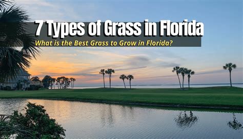 7 Types Of Grass In Florida The Backyard Pros