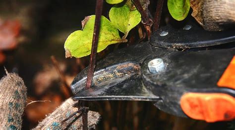 7 Care Tips For Overwintering Your Clematis