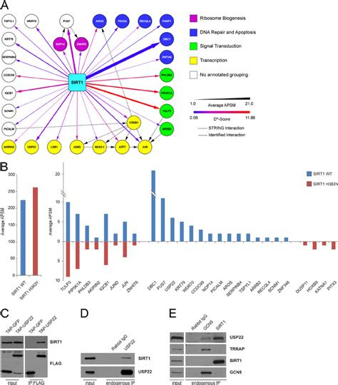 identification and characterization of the sirt1 interactome a an