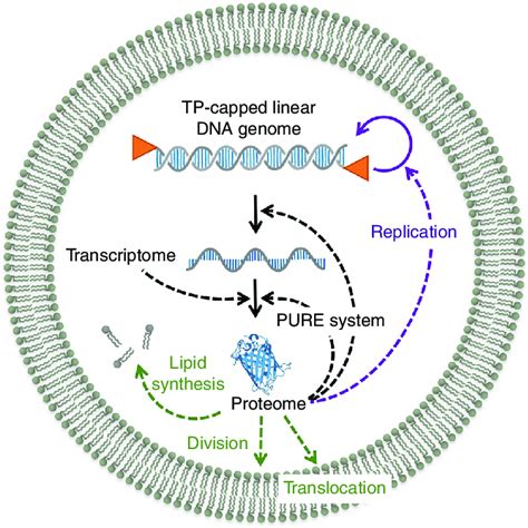 A Semisynthetic Cell With Implemented Φ29 Based Linear Dna Replication