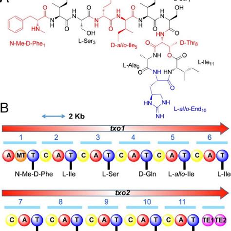 Teixobactin And Its Biosynthesis A Chemical Structure Of Download Scientific Diagram