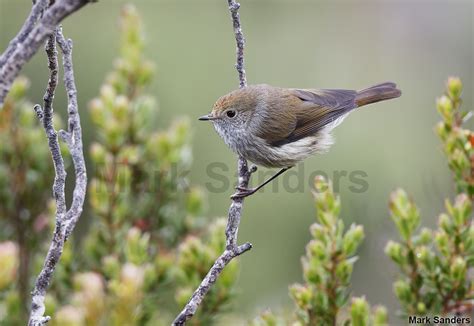 Thornbill Tasmanian Acanthiza Ewingii Ewingii Mark Sanders Flickr