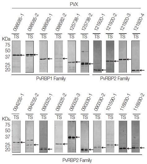 Identification Of Immunodominant B Cell Epitope Regions Of Reticulocyte