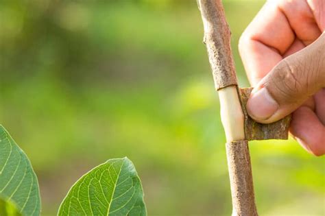 How To Propagate Plants By Air Layering