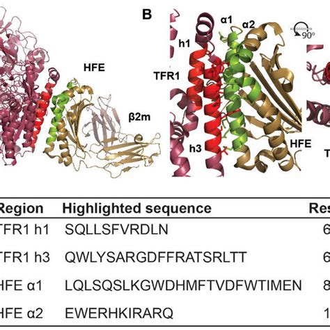 Crystal Structure Of The Hfetfr1 Complex Pdb 1de4 Tfr1 Is Coloured