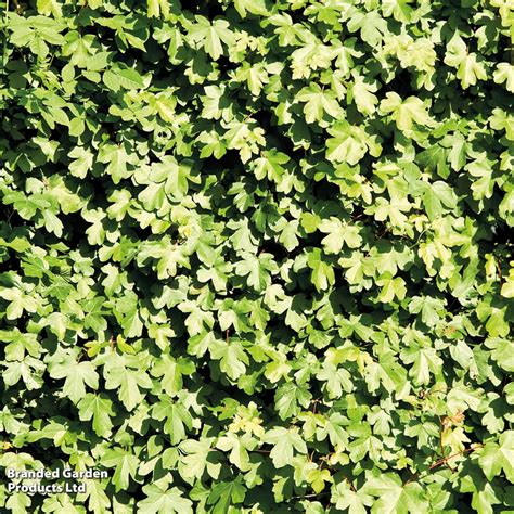 Field Maple Mature Tree Dobies